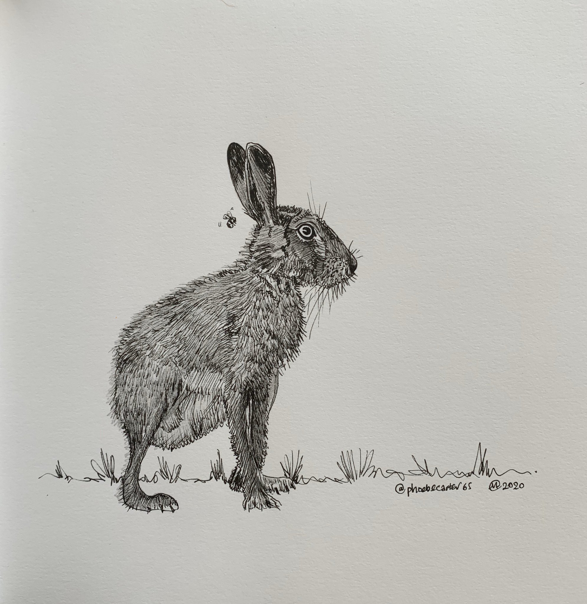 Hare illustration by Phoebe Carter – Yorkshire Wildlife